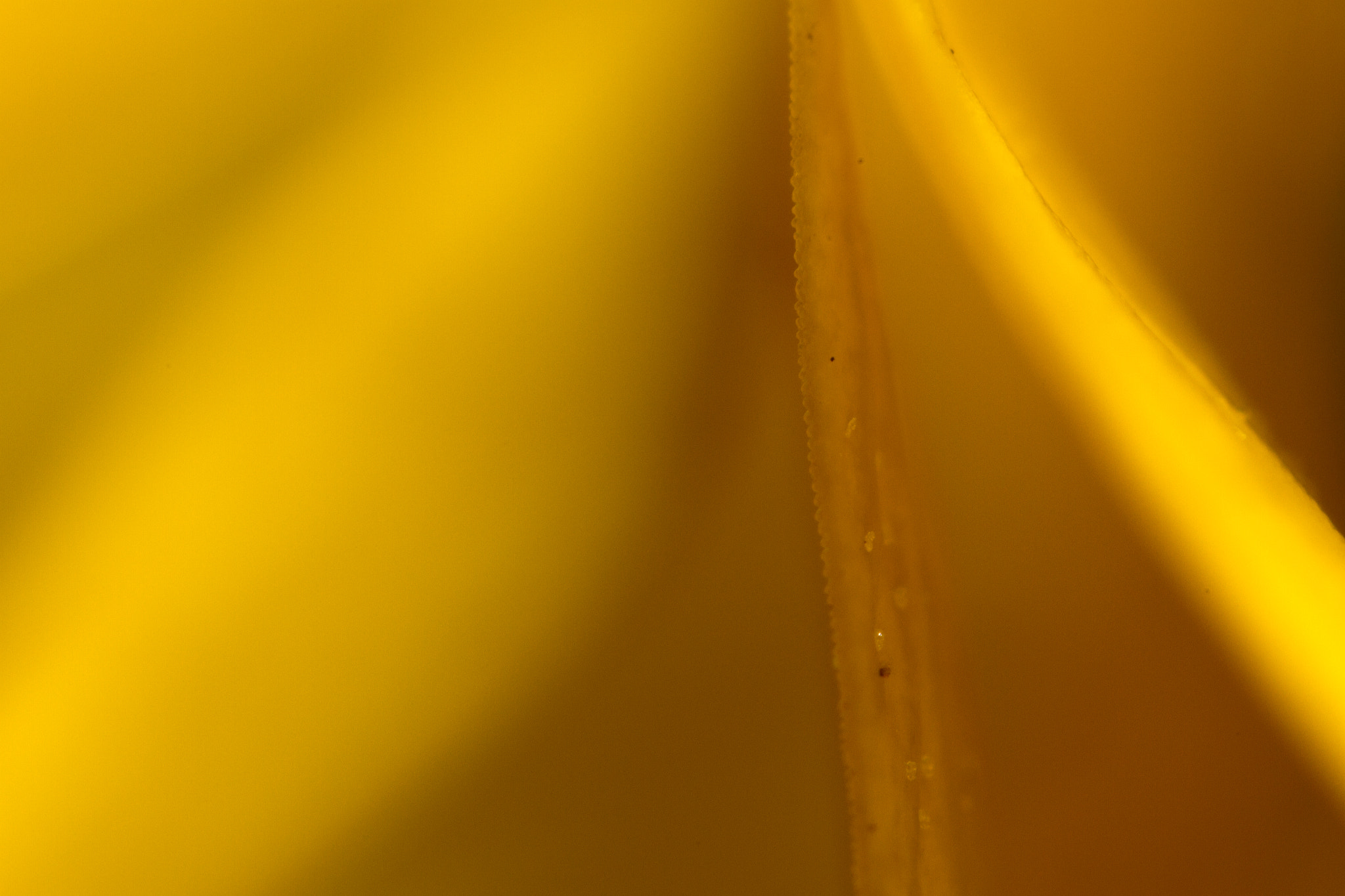close up in yellow by ShotByChris / 500px