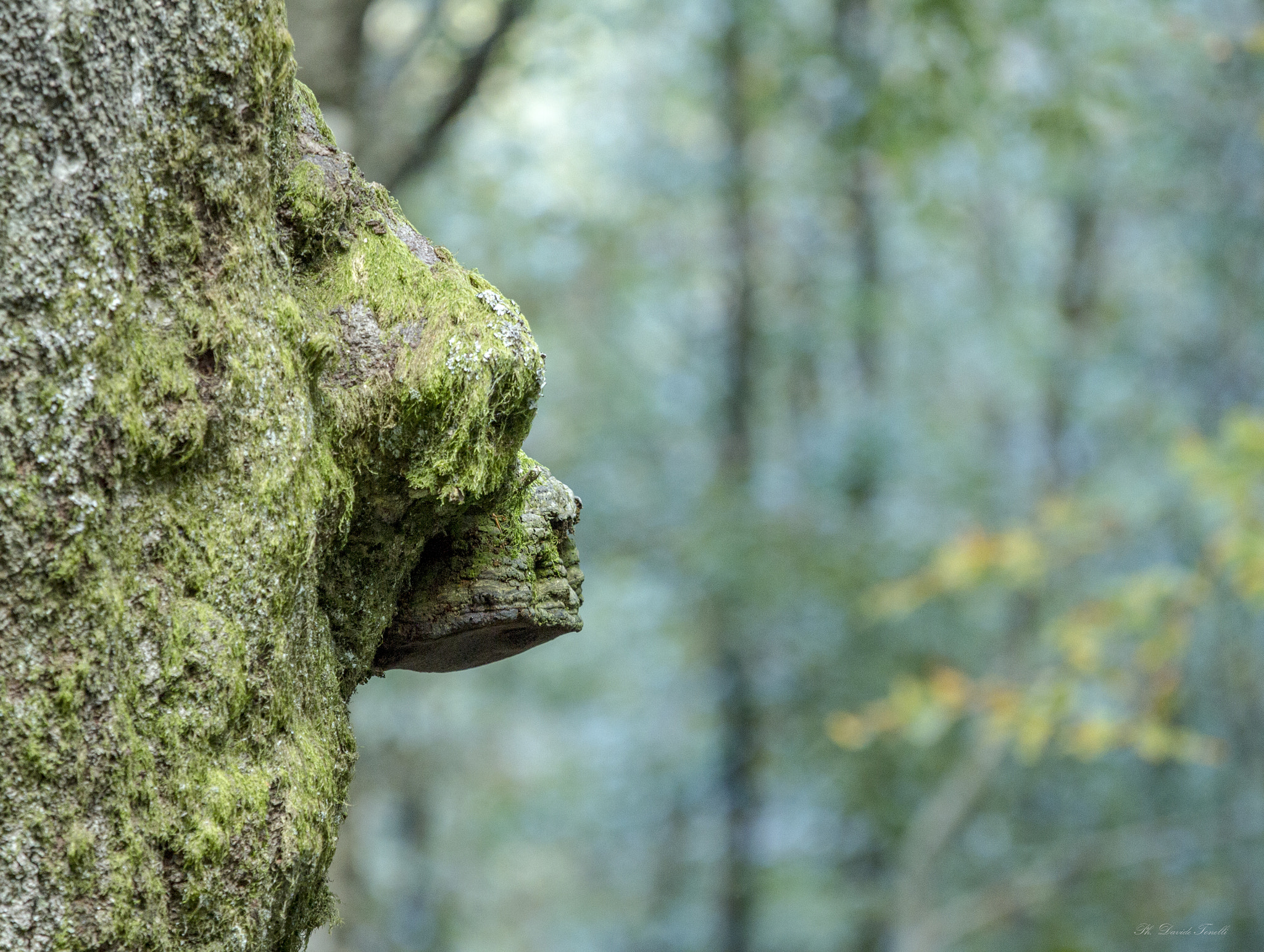 MONKEY by Davide Tonelli | 500px