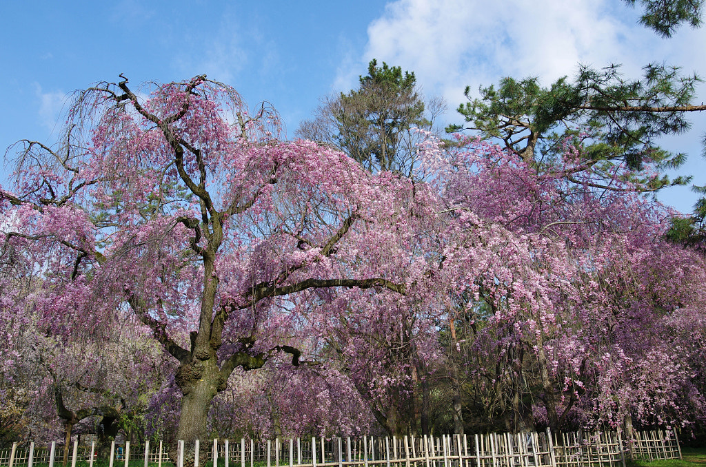 weeping cherry by Hirotoshi Shiozaki / 500px