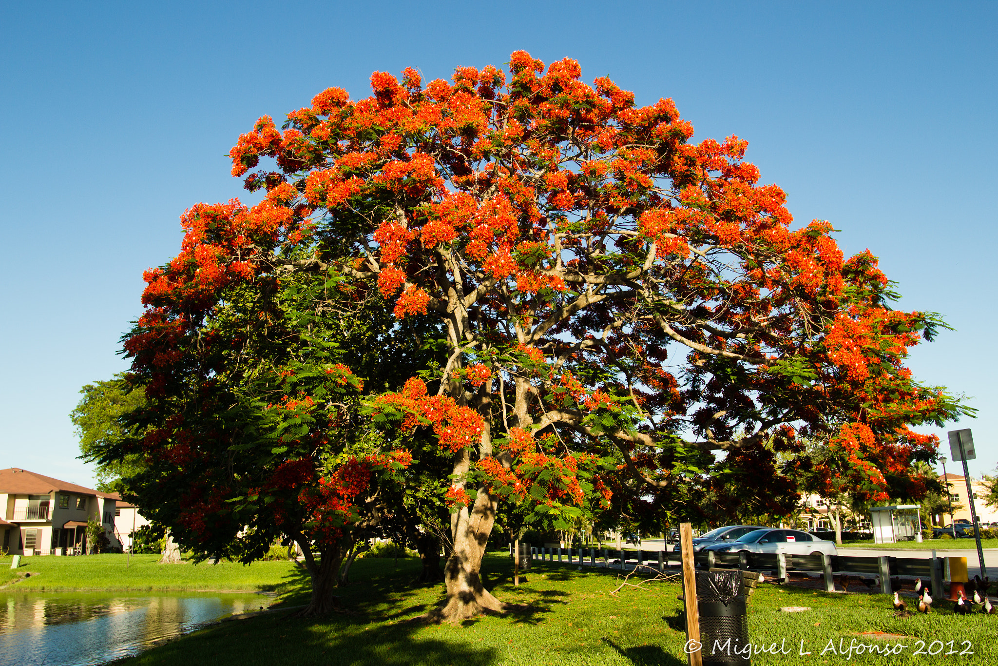 Framboyan tree at sunset by Miguel Alfonso - Photo 8491849 / 500px