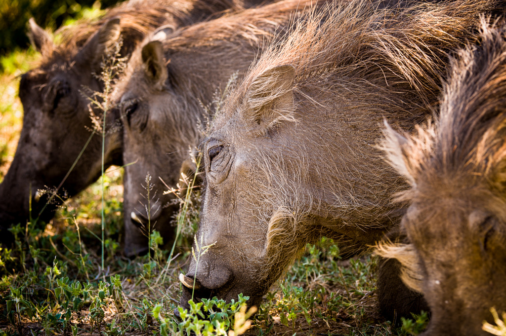 Feeding warthogs by Denis Roschlau / 500px