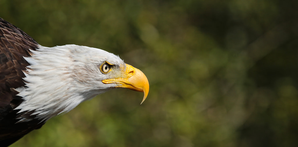 Wow!! by Frank Vroom / 500px