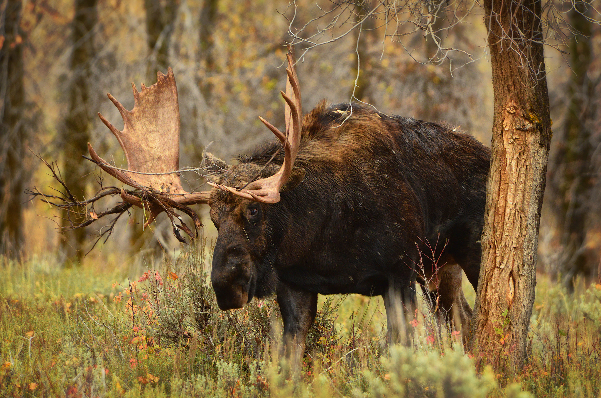 Bull Moose Challenge by Jeff Clow / 500px