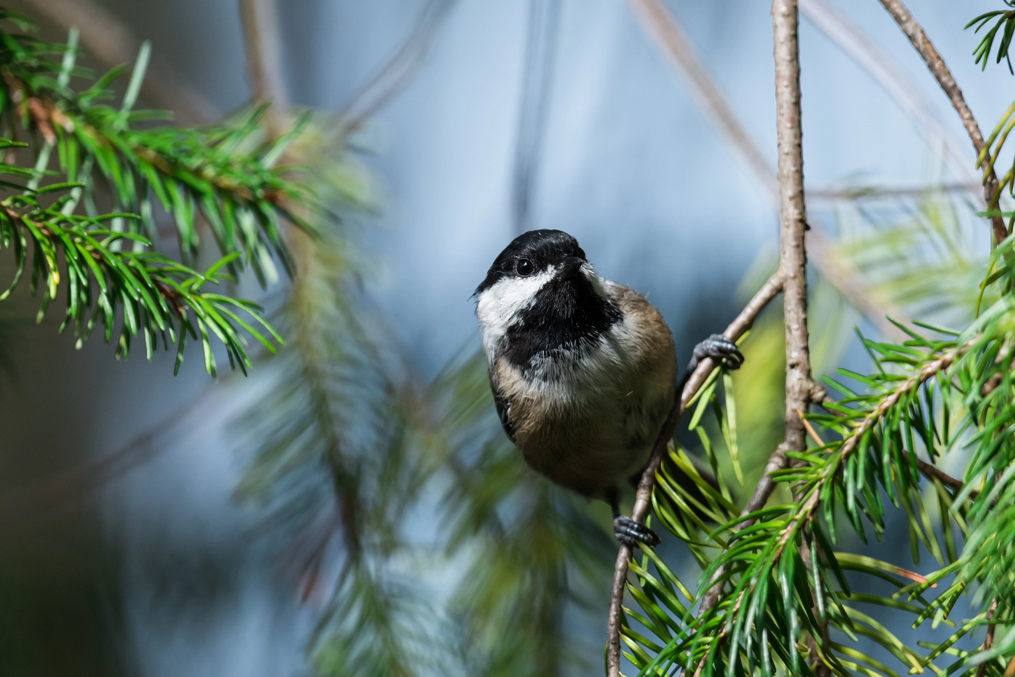 Black Capped Chickadee by David Allan | 500px