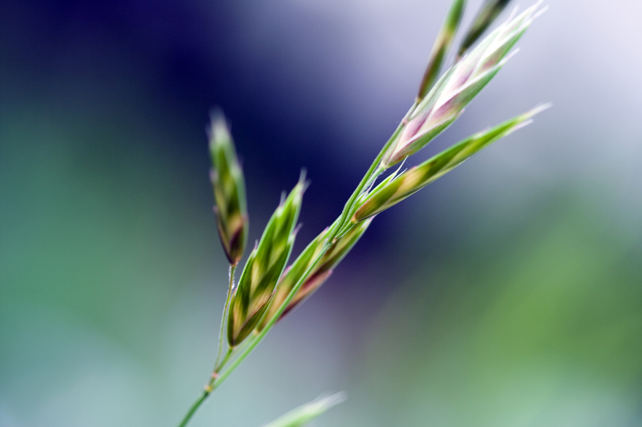 Grass Strand by Jayne Eldred - Photo 855660 / 500px