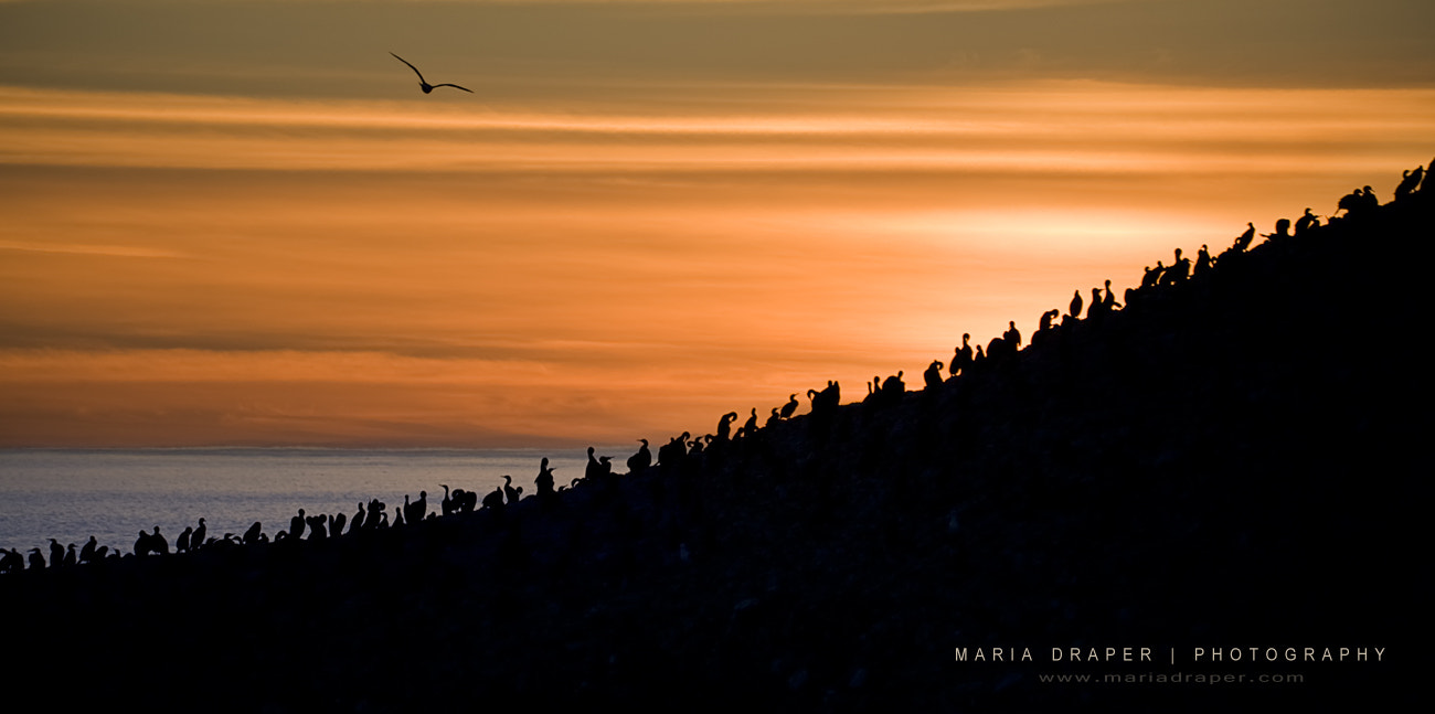 Bird Island, Point Lobos, California by Maria Draper / 500px