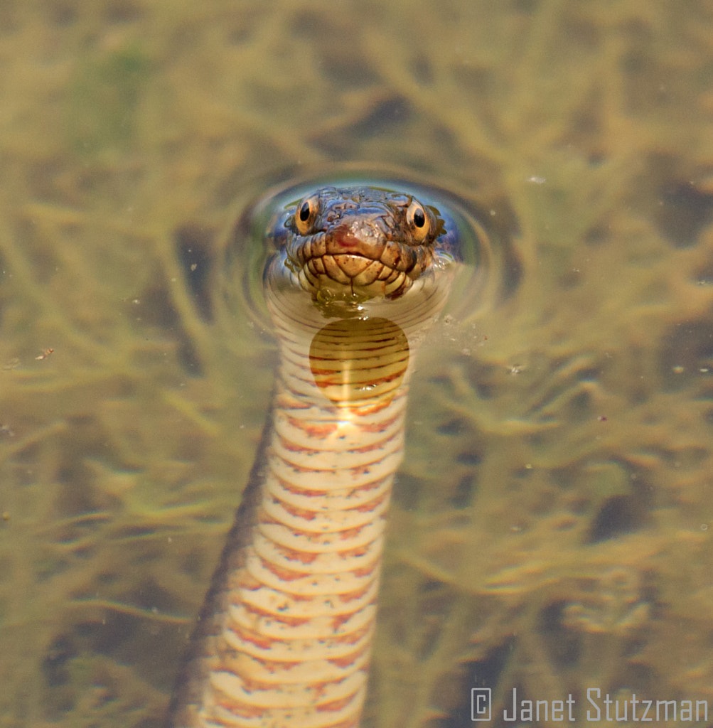 "Whatcha doin'?" by Janet Stutzman / 500px