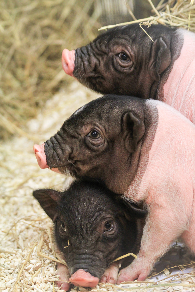 Three Little Pigs by Kenny Zheng / 500px