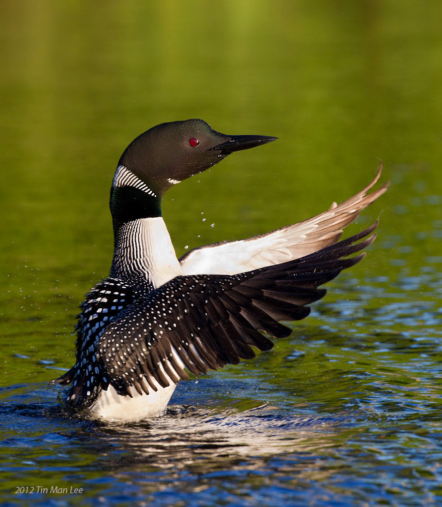 Loons Wing Flap by Tin Man - Photo 8595314 / 500px