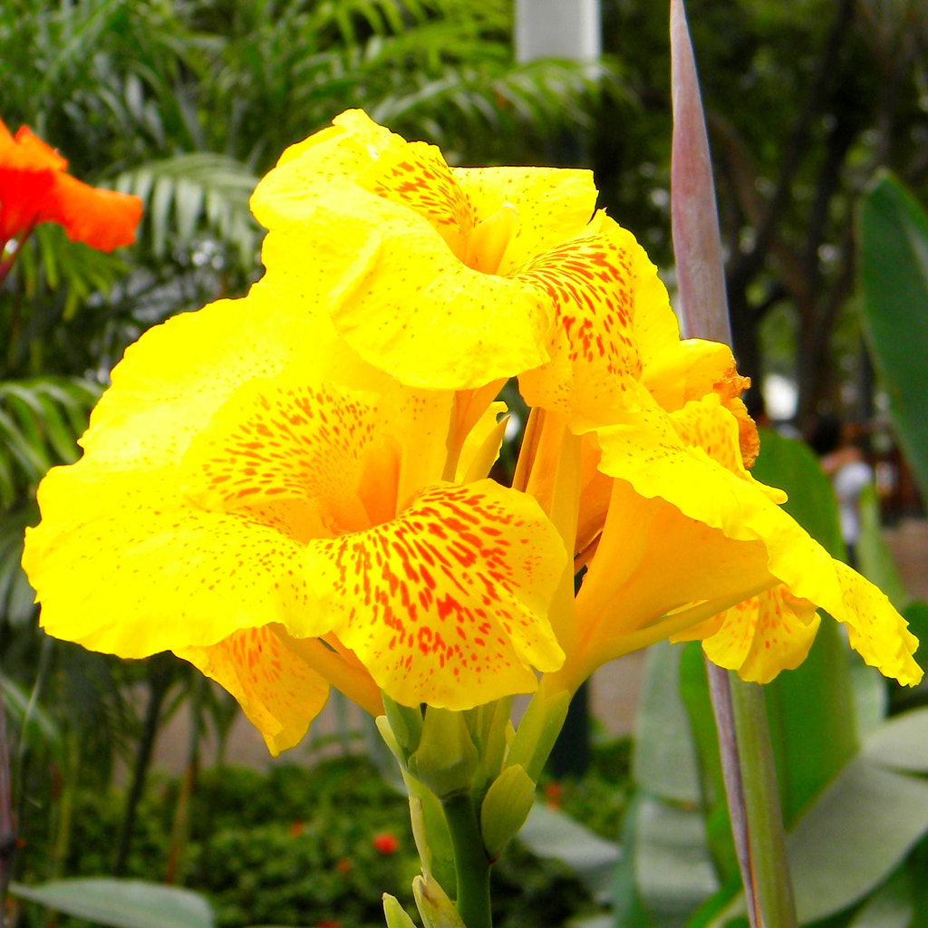 flora de Guayaquil by Johnny Chunga / 500px