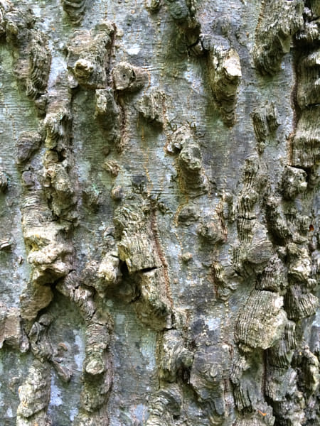 Hackberry, Bumps on a log by jaugustin | 500px