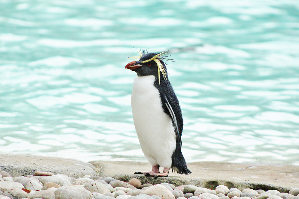 Standing Guard by Verity Hall / 500px