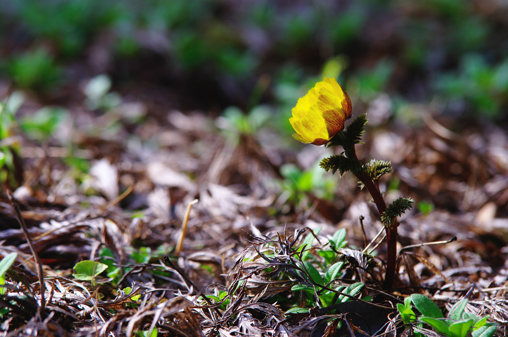 an adonis by kwangdeok jung / 500px