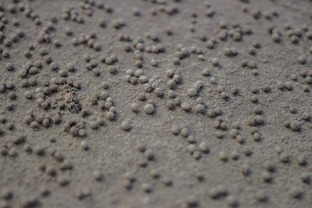 Can You Find The Sand Crab? by Benjamin Twichell / 500px