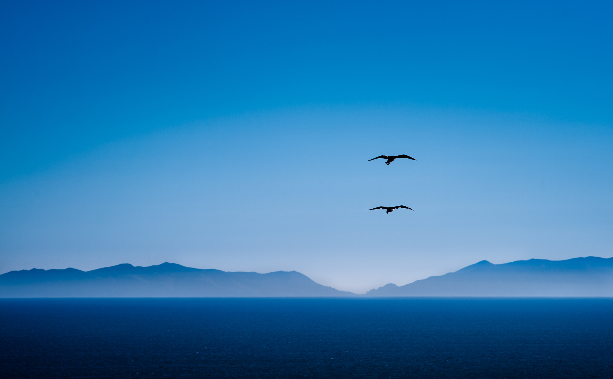 Seagulls floating on a up-draft by John Lawrence Middelkoop | 500px