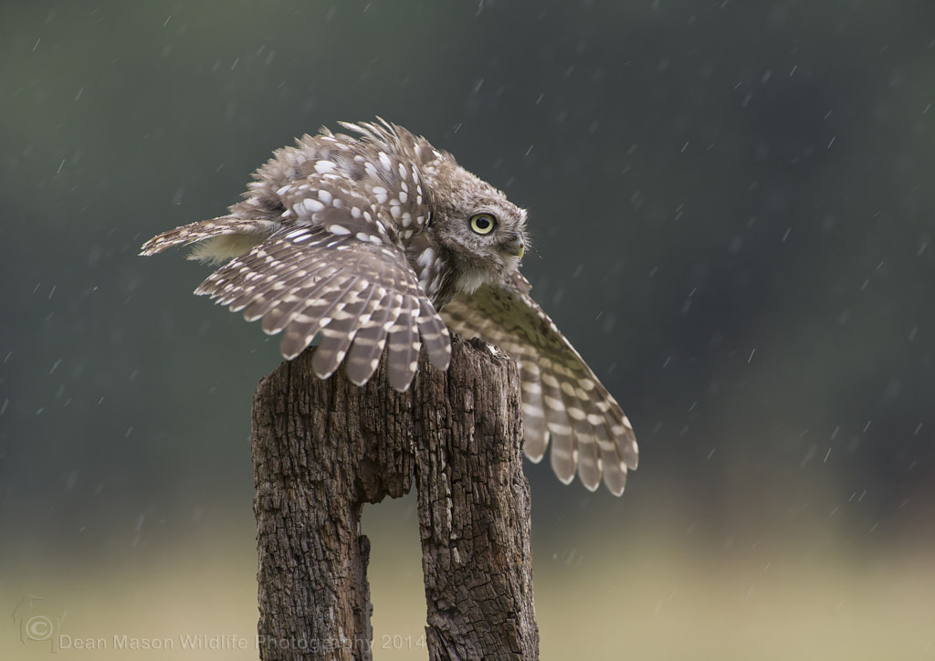 Rain bathing Little Owl by Dean Mason / 500px