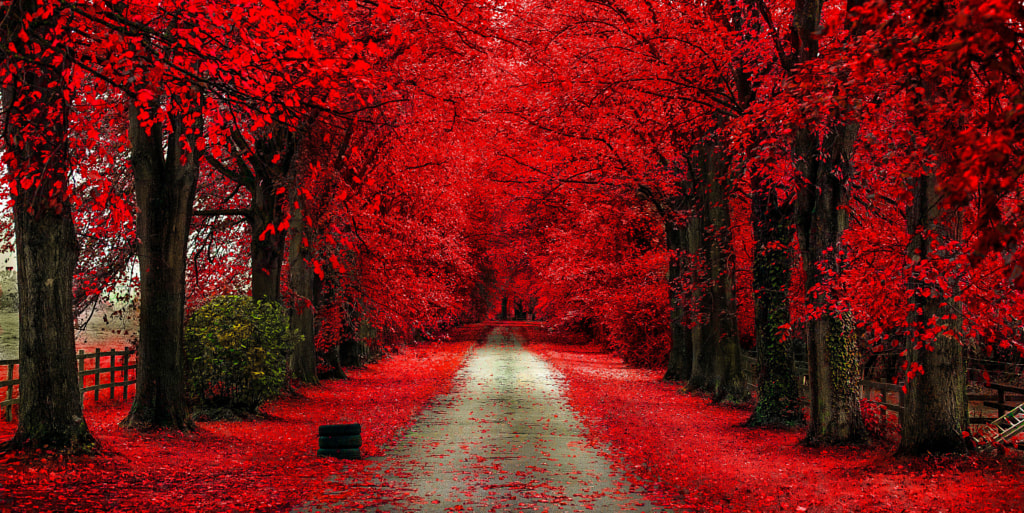 __Autumn Bloody__ by Dominik Mrc / 500px