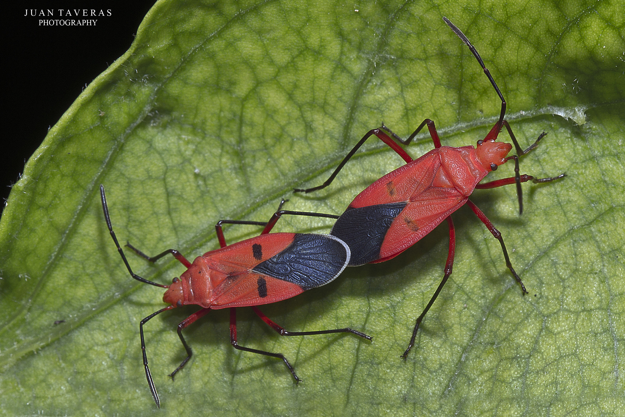 Sex Bug By Juan Taveras 500px