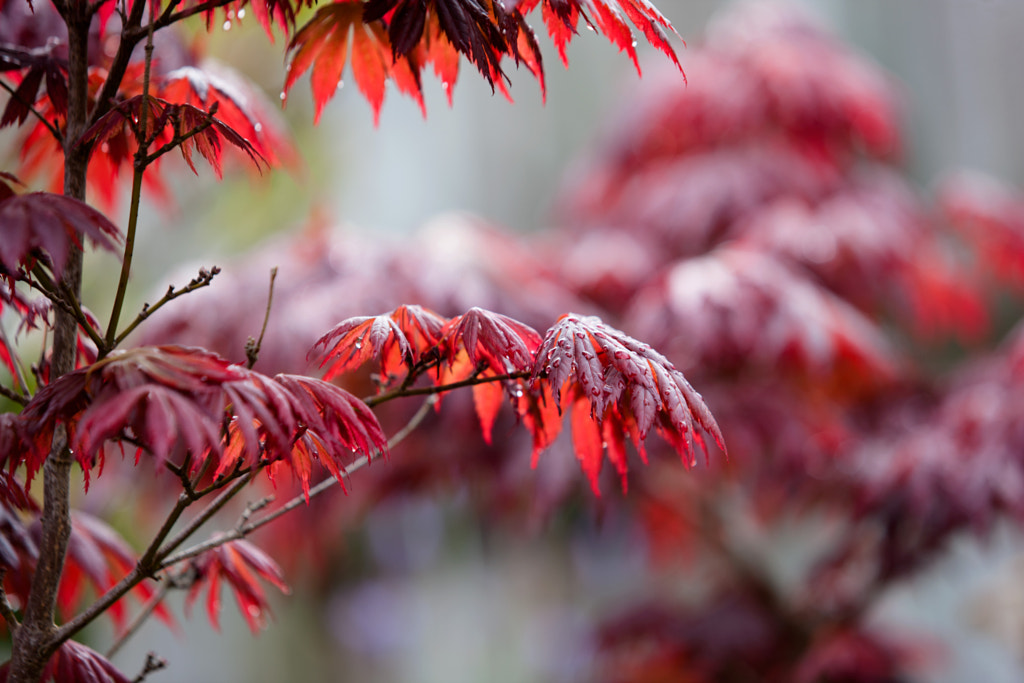 Japanese Maple by Richard Kam / 500px