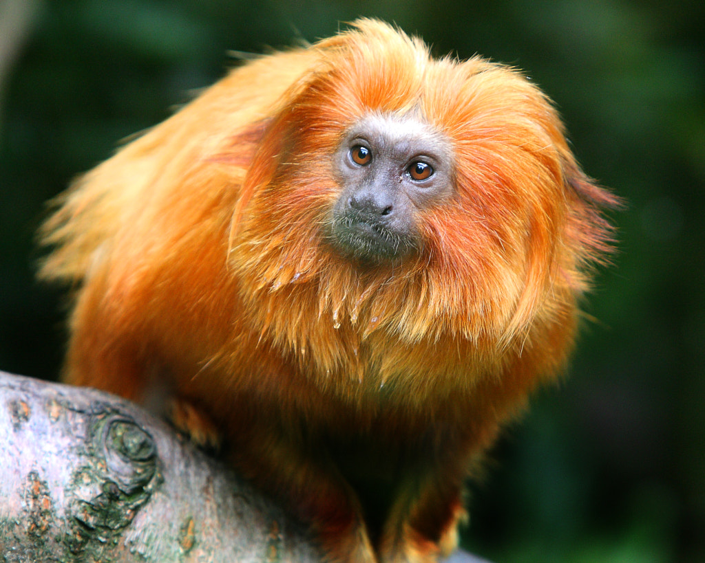 Golden Lion Tamarin Monkey by Michael Bradley / 500px