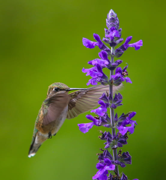 Black-throated Hermit by Juan Bahamon | 500px