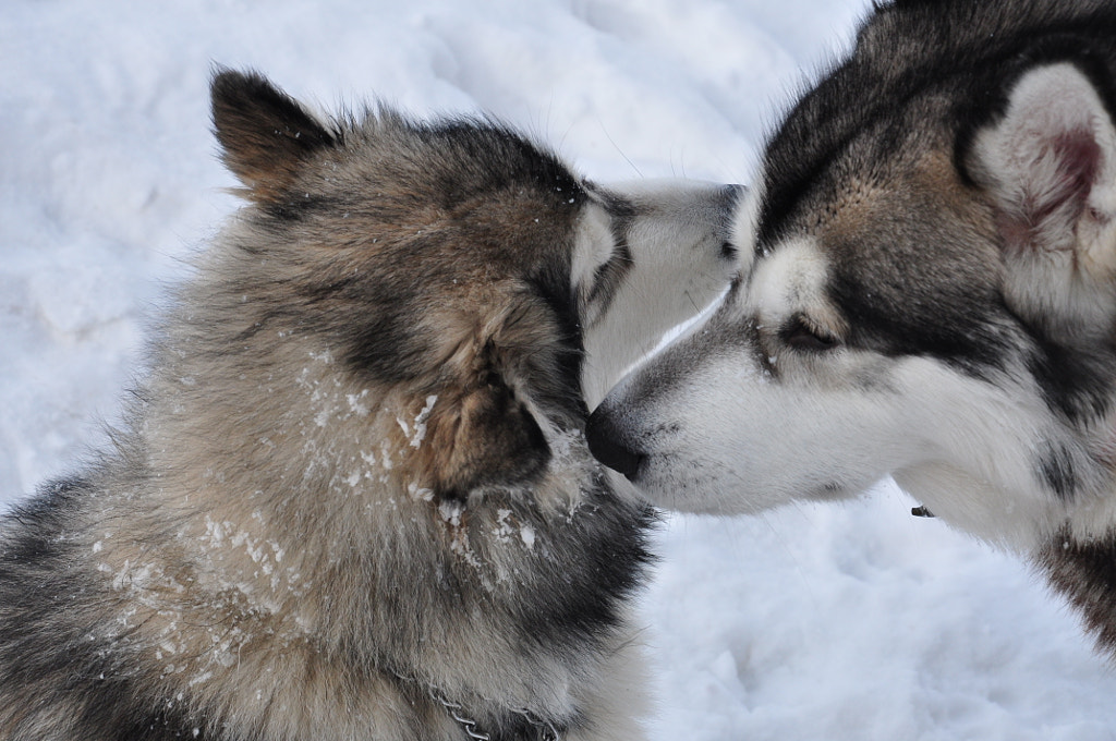 First Date by Helen Sergeeva / 500px