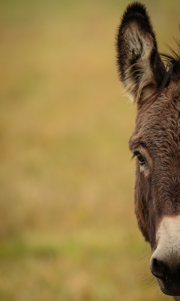Half Donkey by Jacques-Andre Dupont / 500px