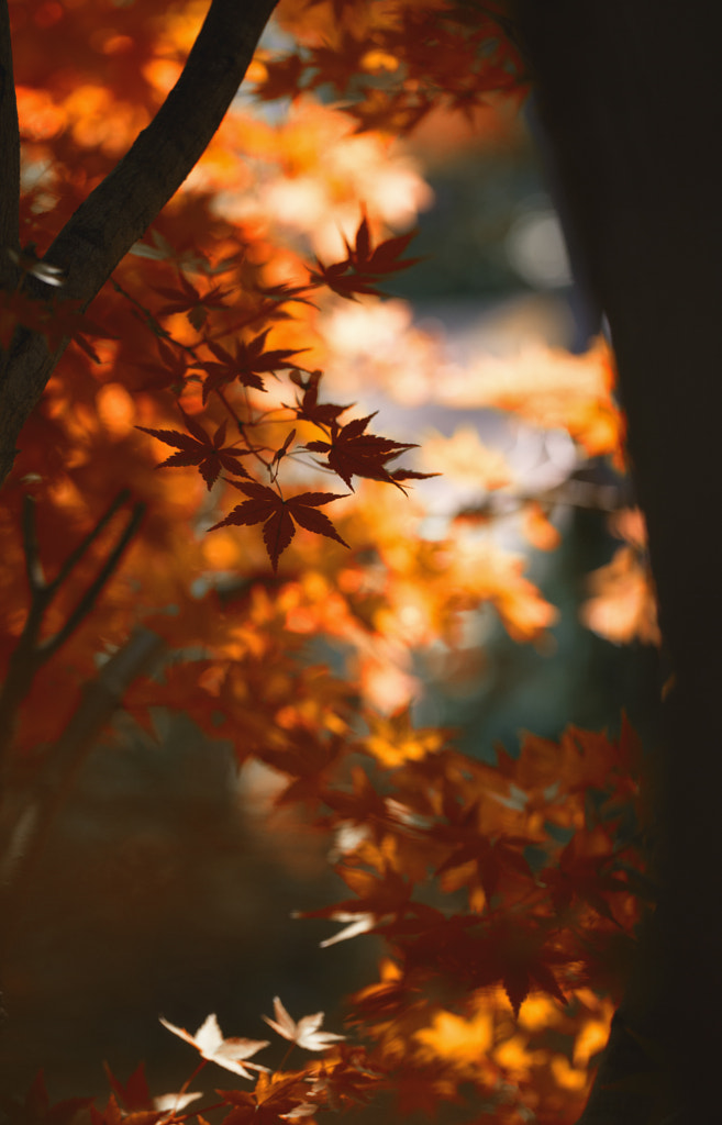 Autumn Frame by Ottimo Massimo / 500px