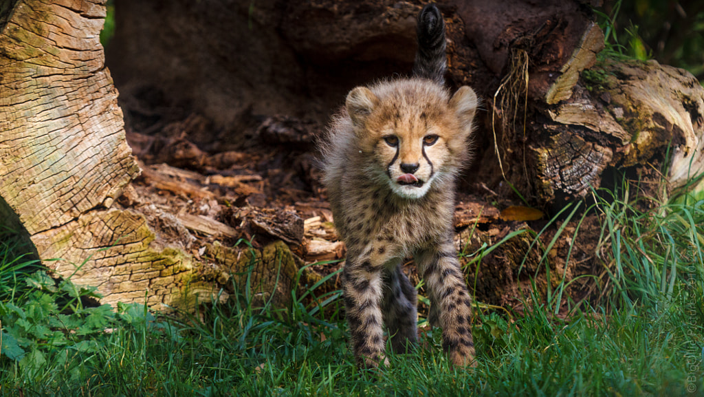 Little Cheetah Cub by BigOllie Pictures / 500px