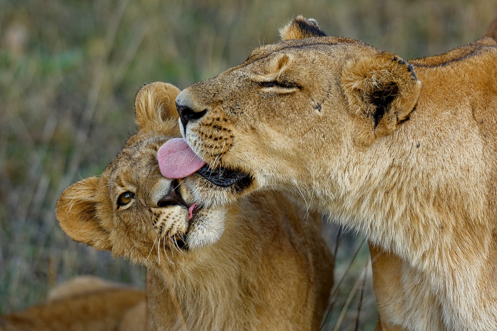 Loving Lions by Gord Aker / 500px