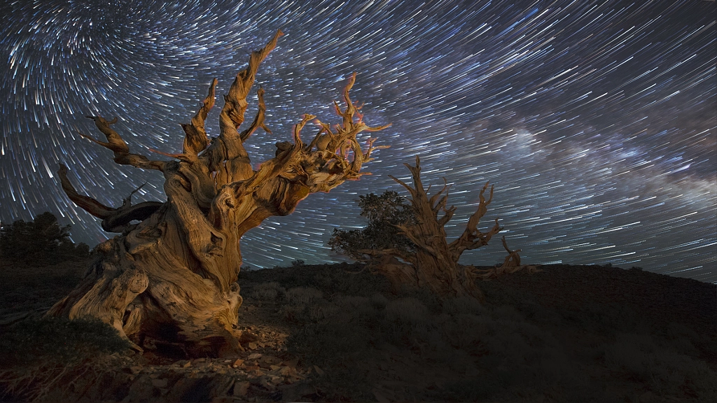 Bristlecone Pine Forest by Sashikanth Chintla / 500px