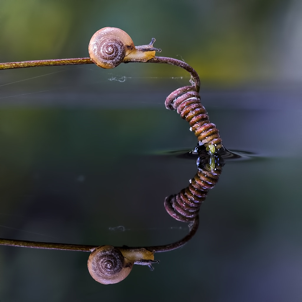 Slow But Sure by Nunu Rizani / 500px