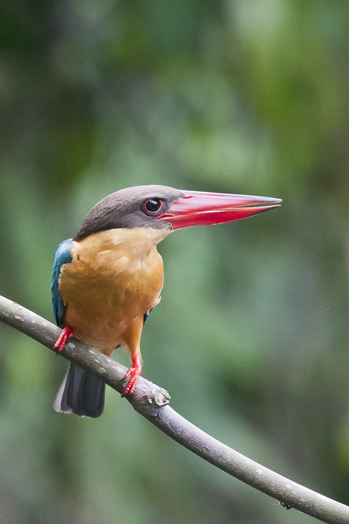 Stork-billed Kingfisher by Allan Seah / 500px