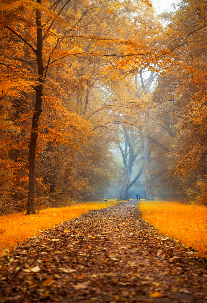 Autumn path by Thomas Kuipers / 500px