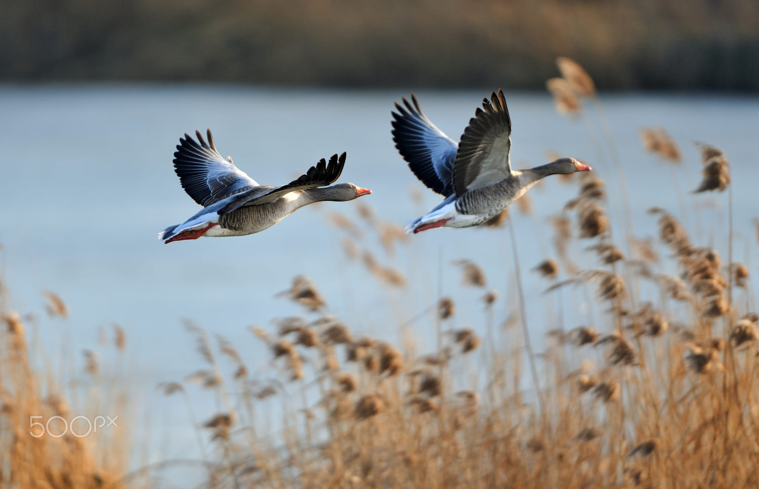 Gray geese in flight by Volker Pape / 500px