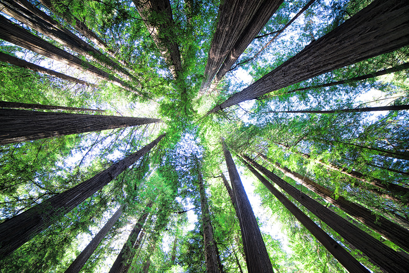Red and Pine Rev for web by Greg Wisner / 500px