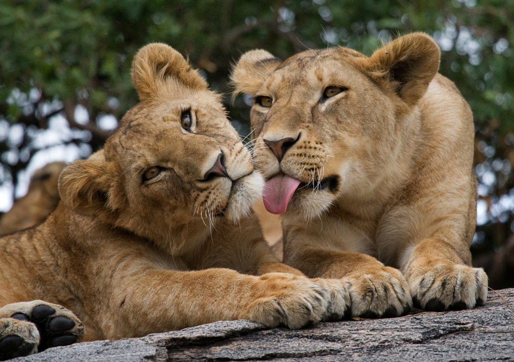 TENDERNESS by ANDREY GUDKOV / 500px
