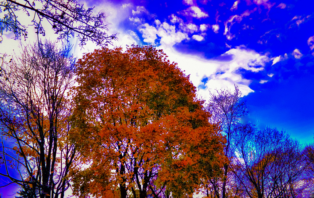 fall and blue sky by Gabriel Jankovics / 500px