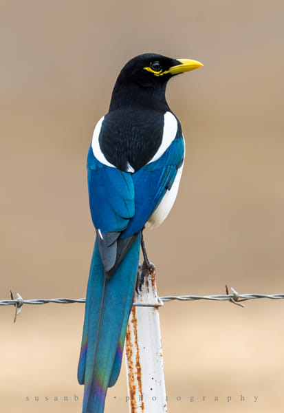 •Yellow Billed Magpie• by Susan Bell | 500px