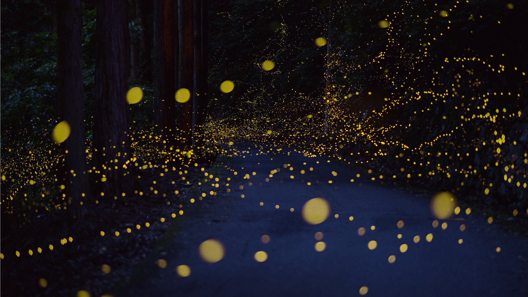 Firefly Road by Tsuneaki Hiramatsu / 500px