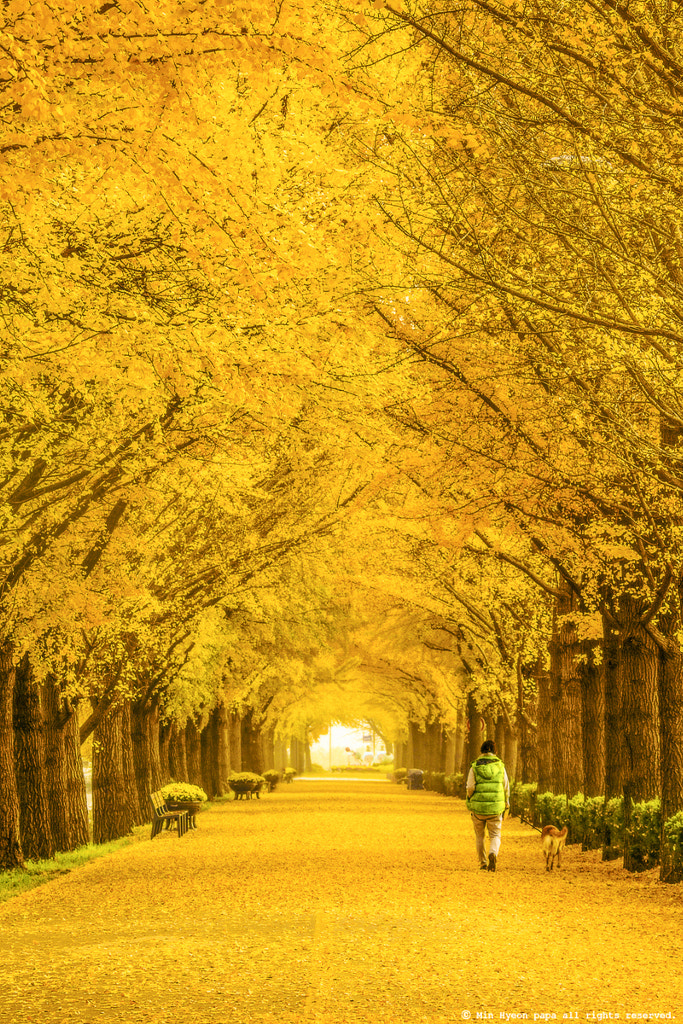 Golden road by Namsun Cho / 500px