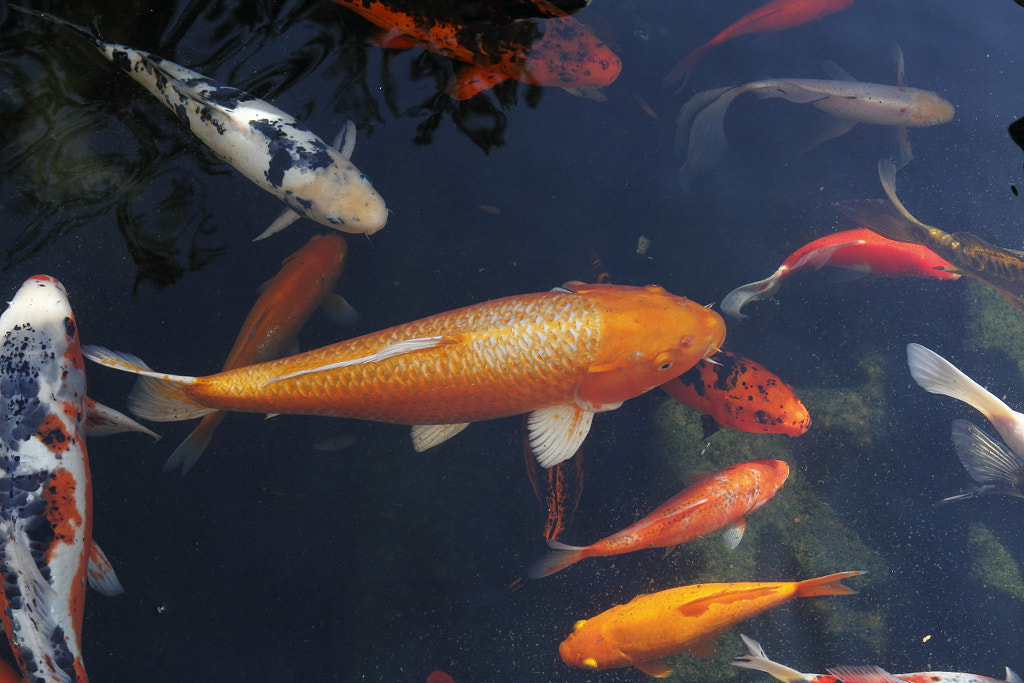 Koi in the pond of the Church of the multiplication of bread in Tabgha ...