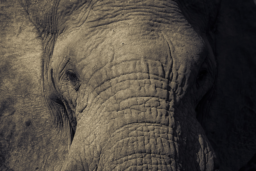 Wild Texture by Mario Moreno / 500px