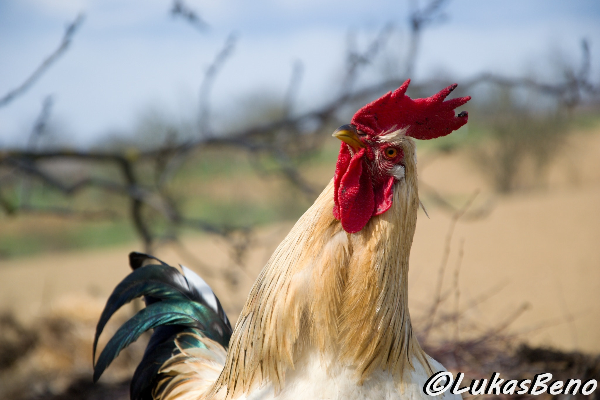 Photogenic rooster by LukasBeno / 500px