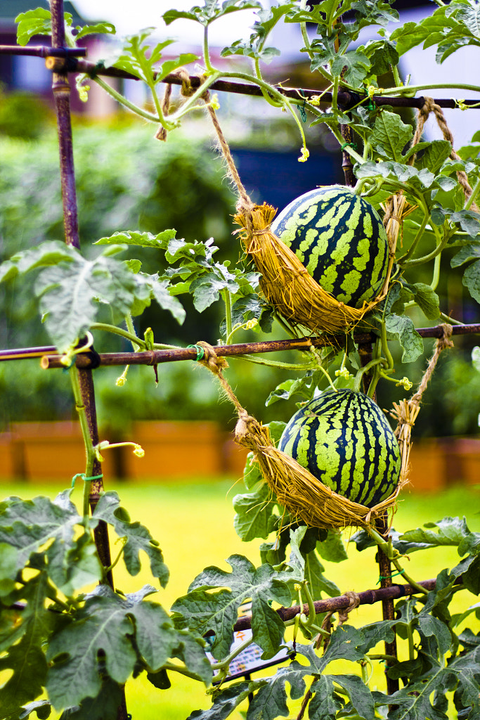 Summer Watermelon by John Rhee / 500px