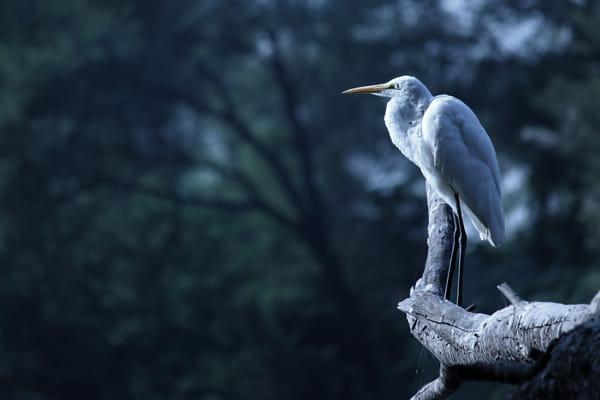 White Heron l Thol Lake by Dharmesh Prajapati | 500px
