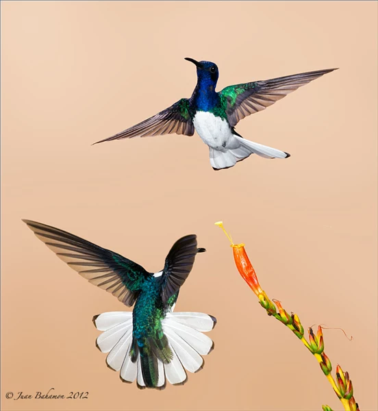 White-necked Jacobins by Juan Bahamon | 500px