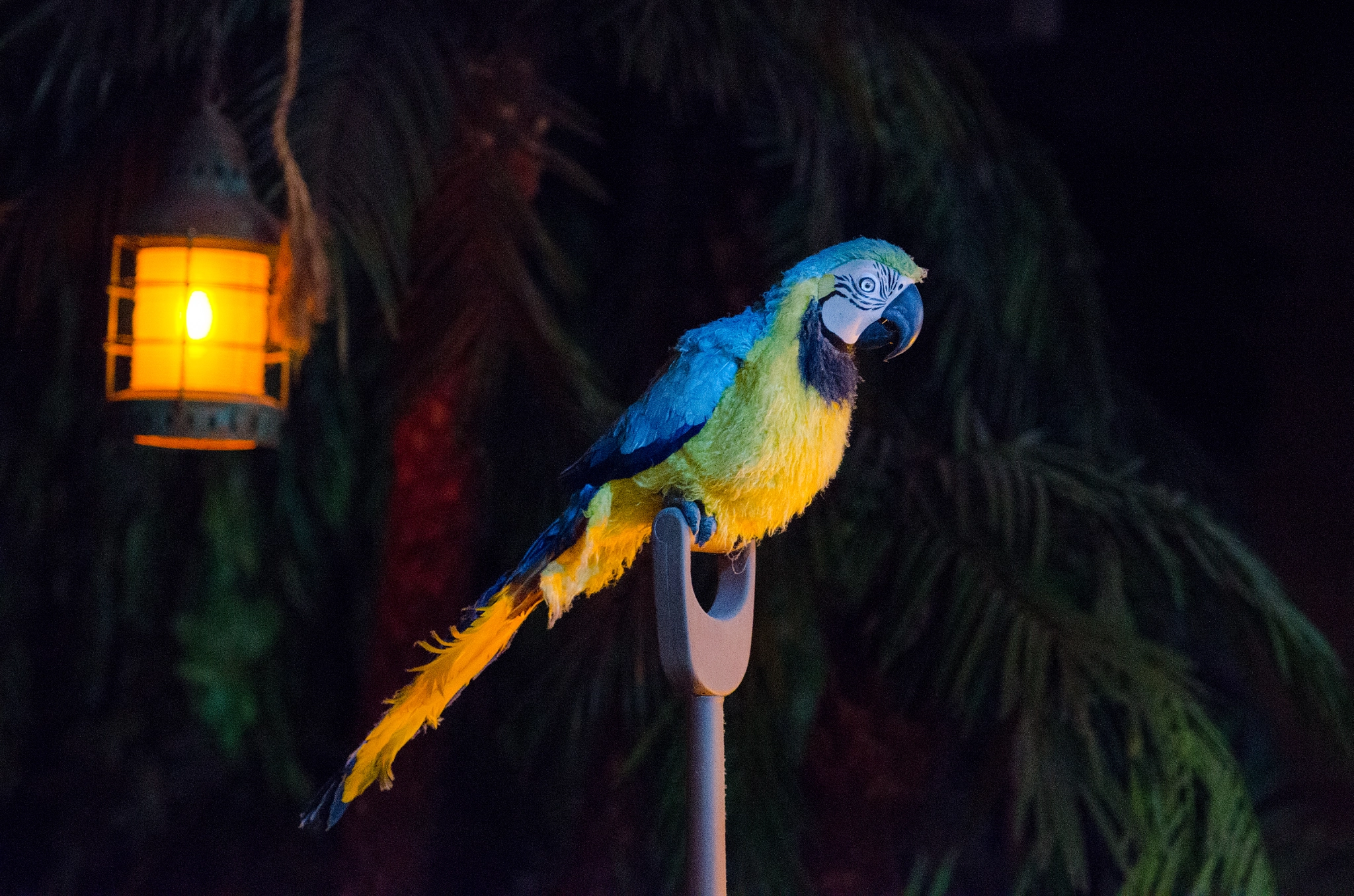 Disneyland Parrot at the front of the Pirates of the Caribbean dark ...