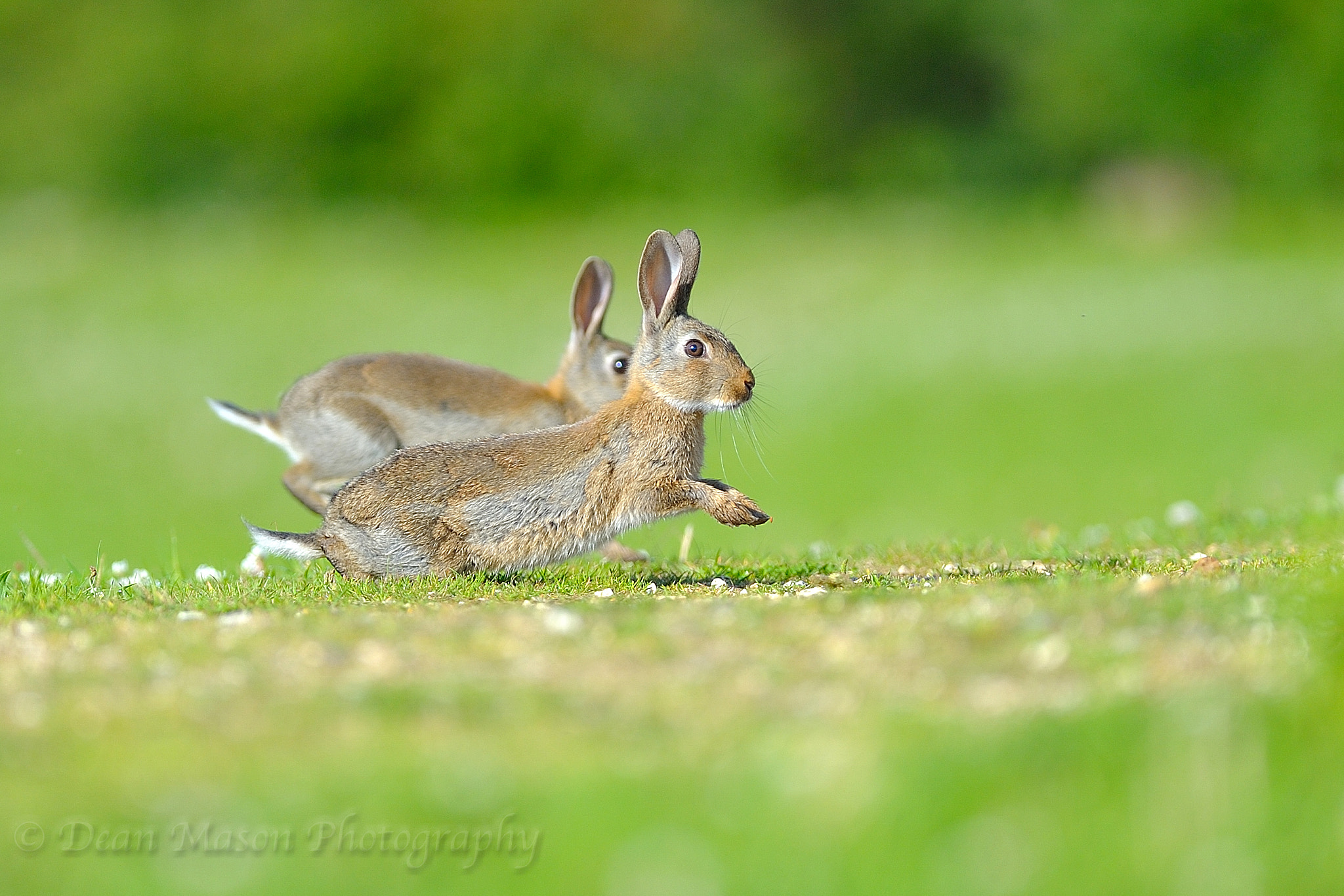 The Rabbit Race by Dean Mason / 500px