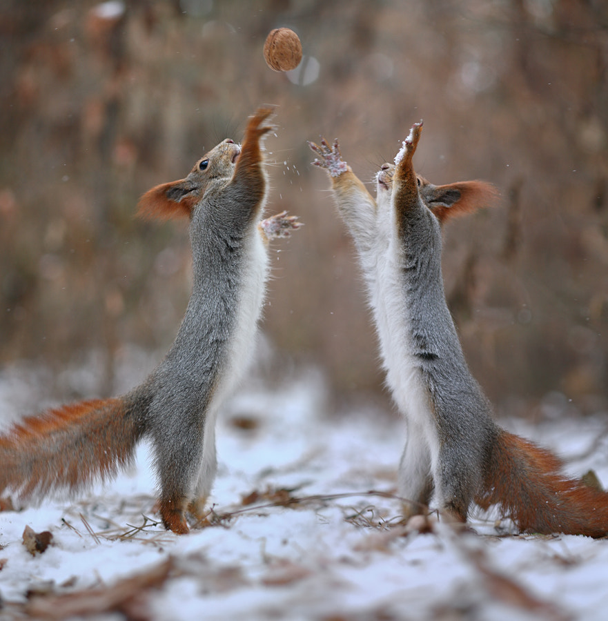 nutball by Vadim Trunov / 500px